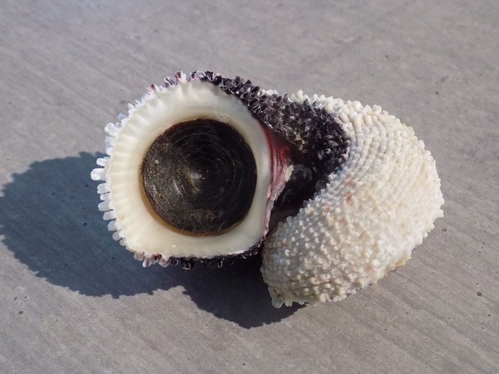 ANGARIIDAE ANGARIA TYRIA | Nautilus 2