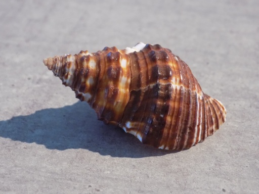 Découvrez notre collection unique de coquillages