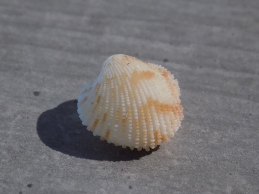 Découvrez notre collection unique de coquillages