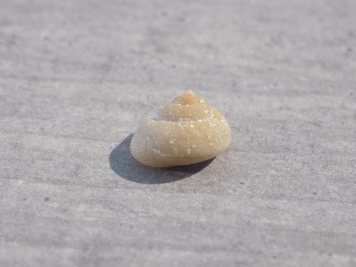 Découvrez notre collection unique de coquillages