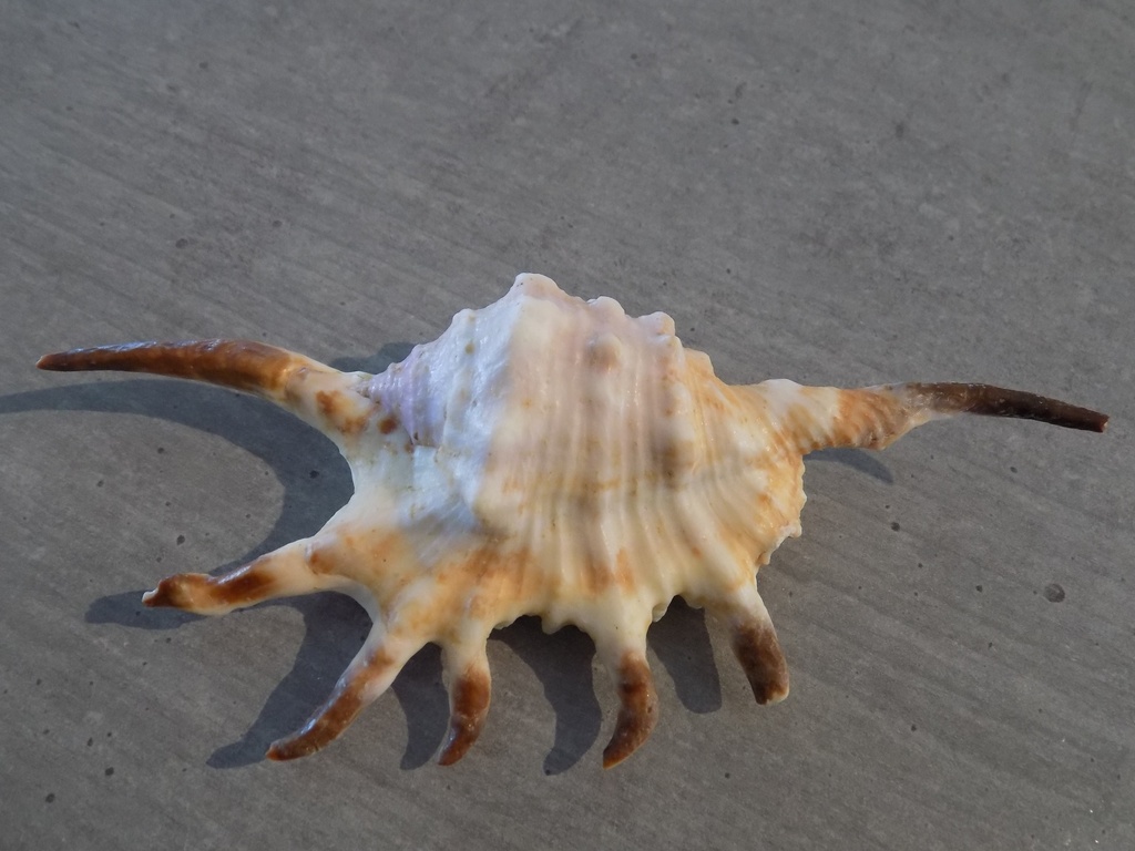 STROMBIDAE LAMBIS ROBUSTA rare | Nautilus 2