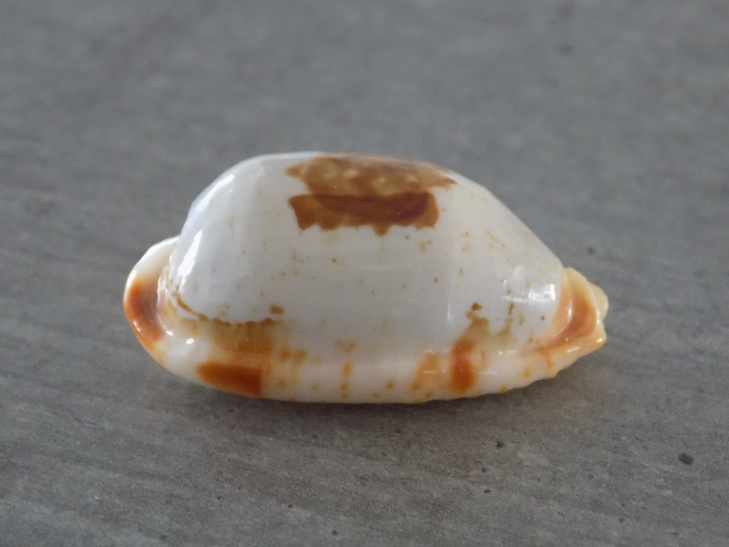 CYPRAEA BISTOLIDA STOLIDA STOLIDA XL | Nautilus 2