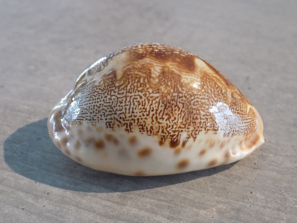 CYPRAEA LEPORICYPRAEA MAPPA GEOFRAPHICA | Nautilus 2