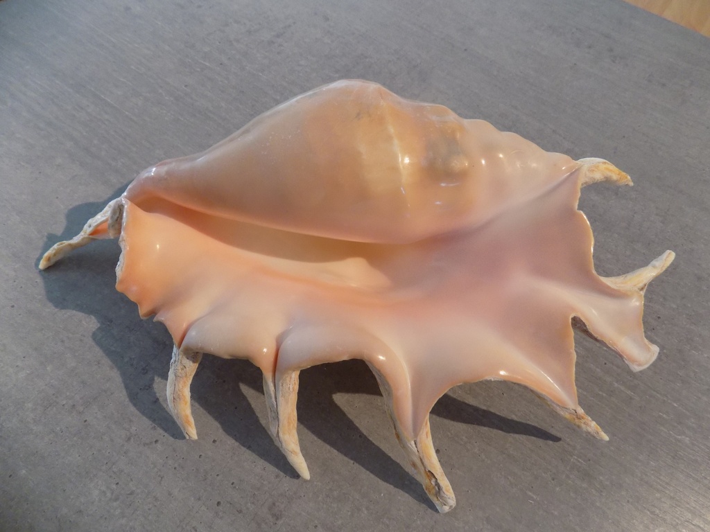 STROMBIDAE LAMBIS TRUNCATA SEBAE | Nautilus 2