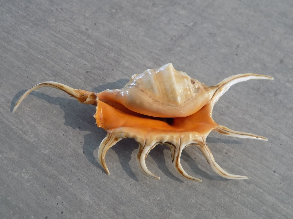STROMBIDAE LAMBIS CROCATA CROCATA | Nautilus 2