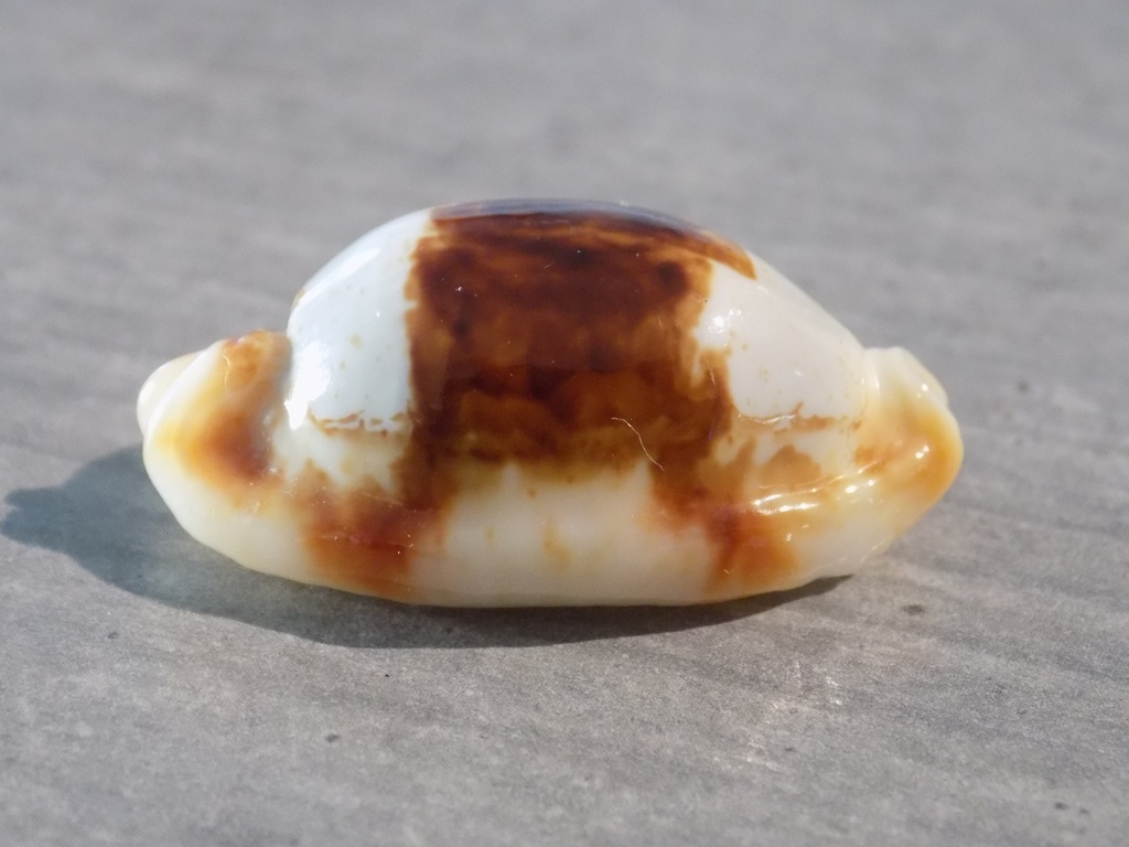 CYPRAEA BISTOLIDA STOLIDA Rostrée & Niger | Nautilus 2