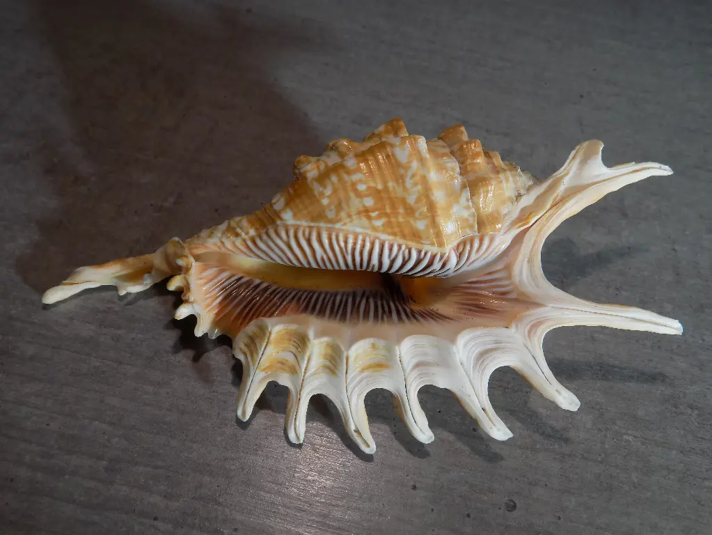 STROMBIDAE LAMBIS DIGITATA XL | Nautilus 2