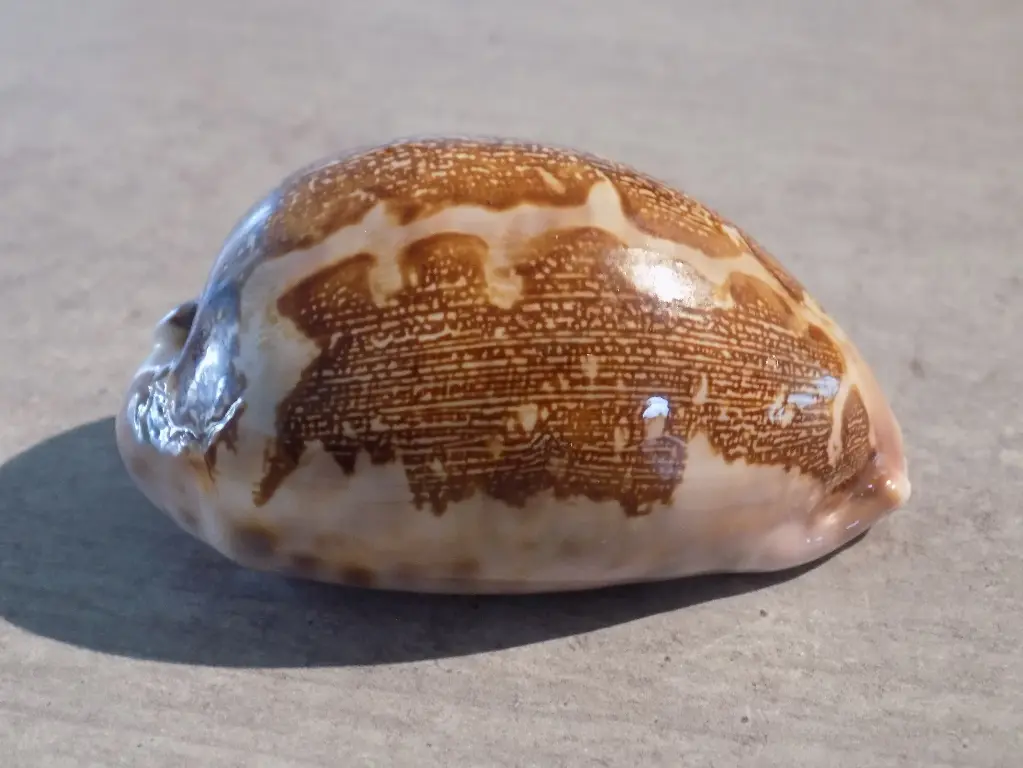 CYPRAEA LEPORICYPRAEA MAPPA VIRIDIS MONTROUZIERI | Nautilus 2