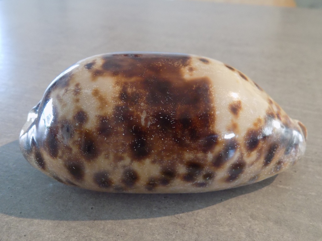 CYPRAEA CHELYCYPRAEA TESTUDINARIA XL | Nautilus 2