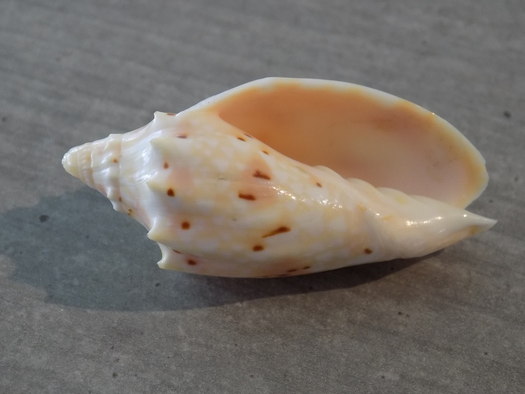 VOLUTIDAE CYMBIOLA PULCHRA f.PERRYI | Nautilus 2