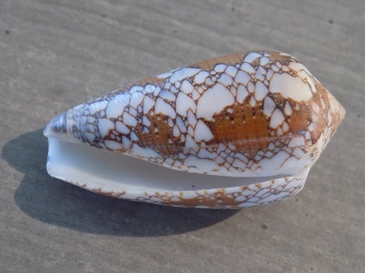 Découvrez notre collection unique de coquillages