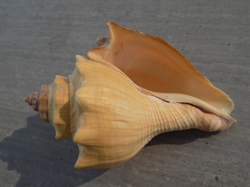 Découvrez notre collection unique de coquillages