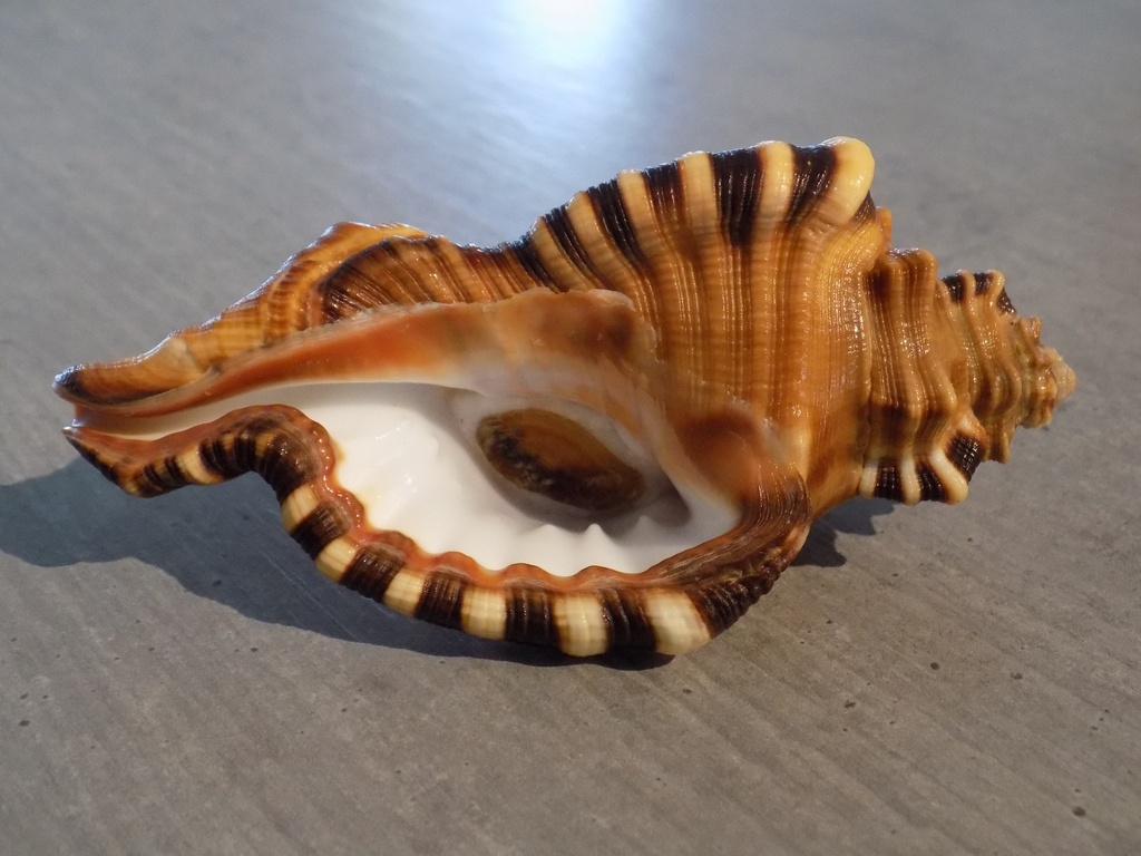 RANELLIDAE LOTORIA TRIANGULARIS | Nautilus 2