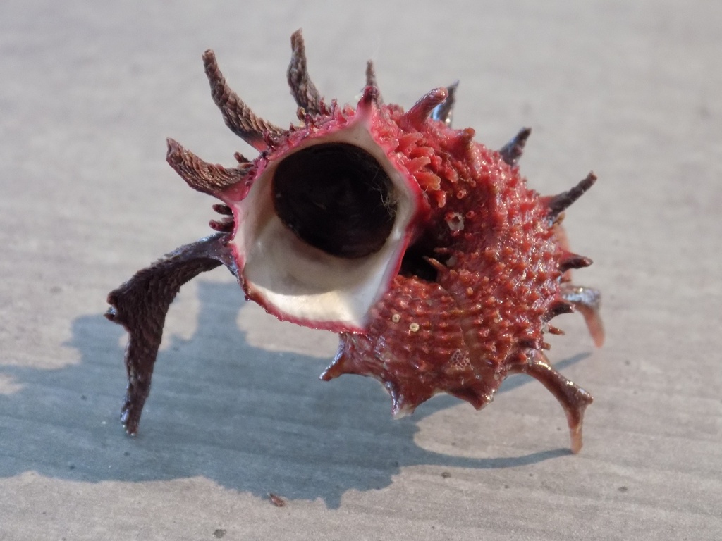 ANGARIIDAE ANGARIA SPHAERULA | Nautilus 2