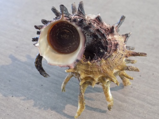 Découvrez notre collection unique de coquillages