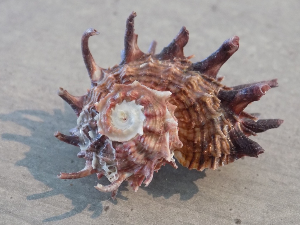 ANGARIIDAE ANGARIA D.MELANACANTHA | Nautilus 2