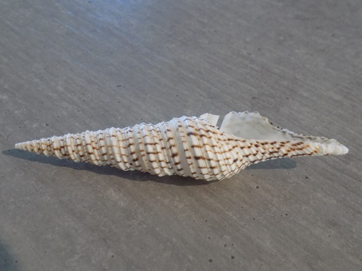 Découvrez notre collection unique de coquillages