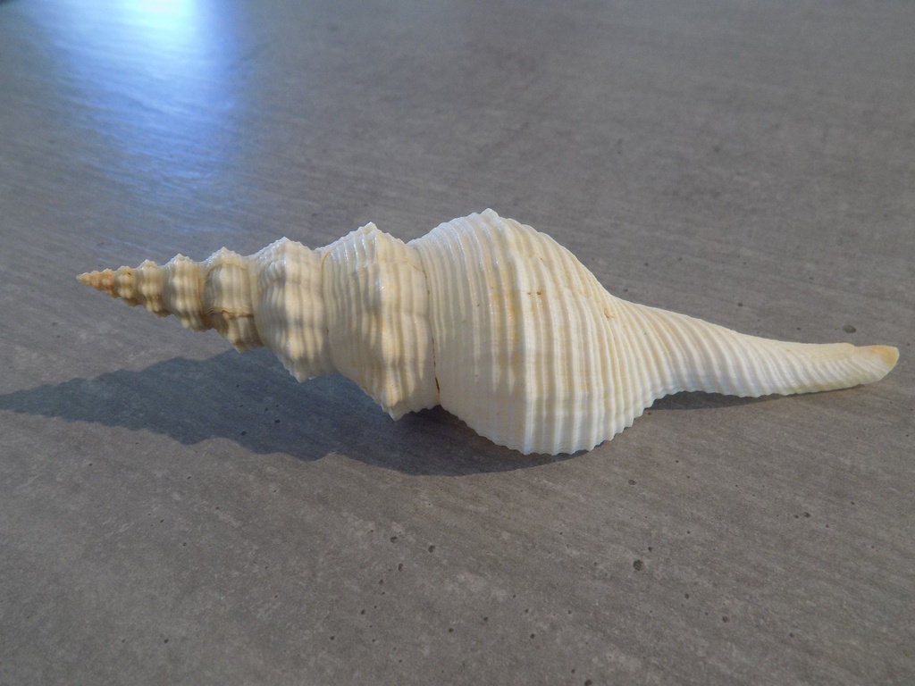 FASCIOLARIIDAE FUSINUS FORCEPS | Nautilus 2