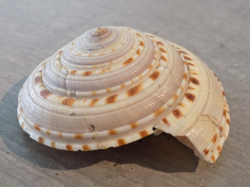 ARCHITECTONICIDAE ARCHITECTONICA MAXIMA | Nautilus 2