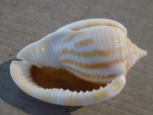 Découvrez notre collection unique de coquillages