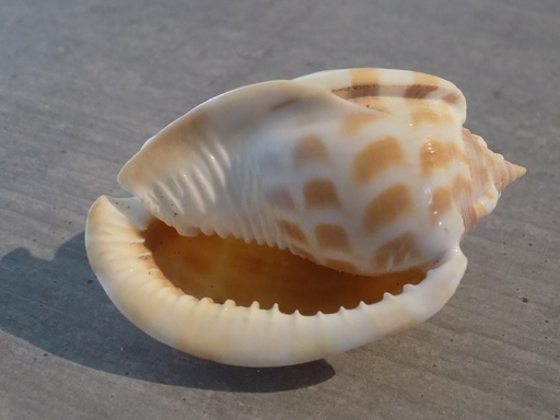 Découvrez notre collection unique de coquillages