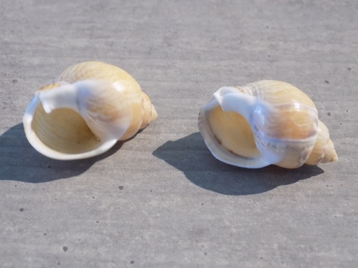 Découvrez notre collection unique de coquillages