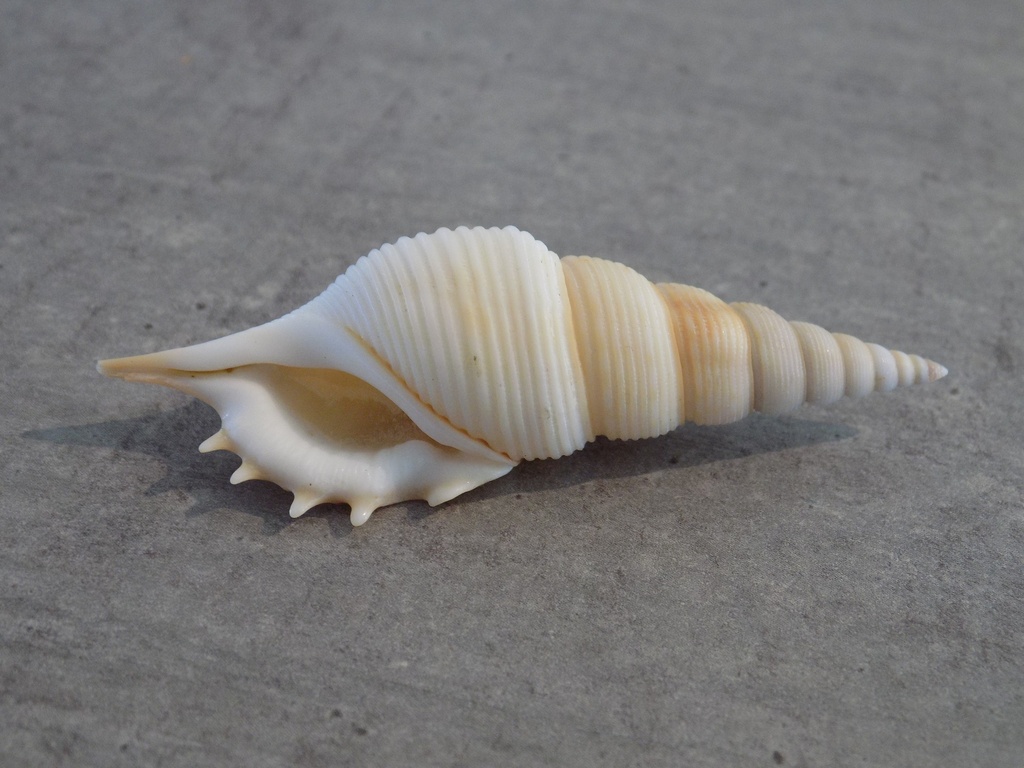 STROMBIDAE RIMELLOPSIS POWISI | Nautilus 2