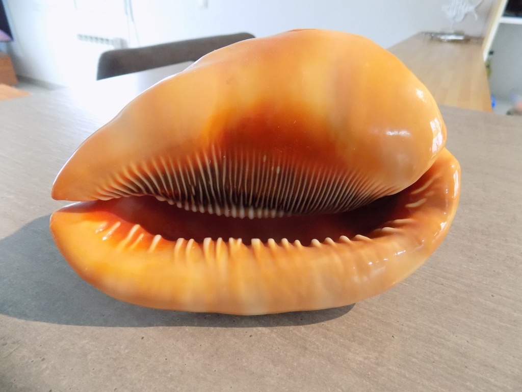 CASSIDAE CYPRAECASSIS RUFA | Nautilus 2