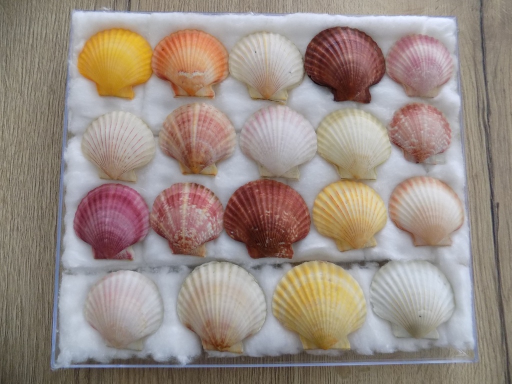 PECTINIDAE AEQUIPECTEN OPERCULARIS | Nautilus 2