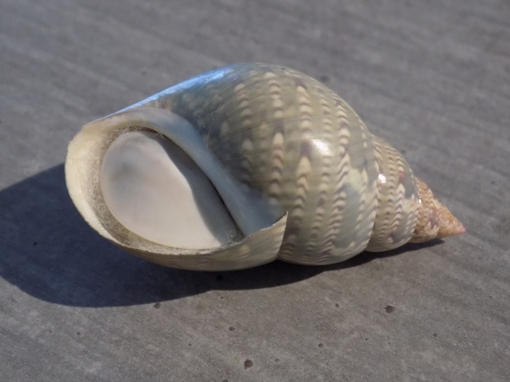 PHASIANELLIDAE PHASIANELLA AUSTRALIS | Nautilus 2