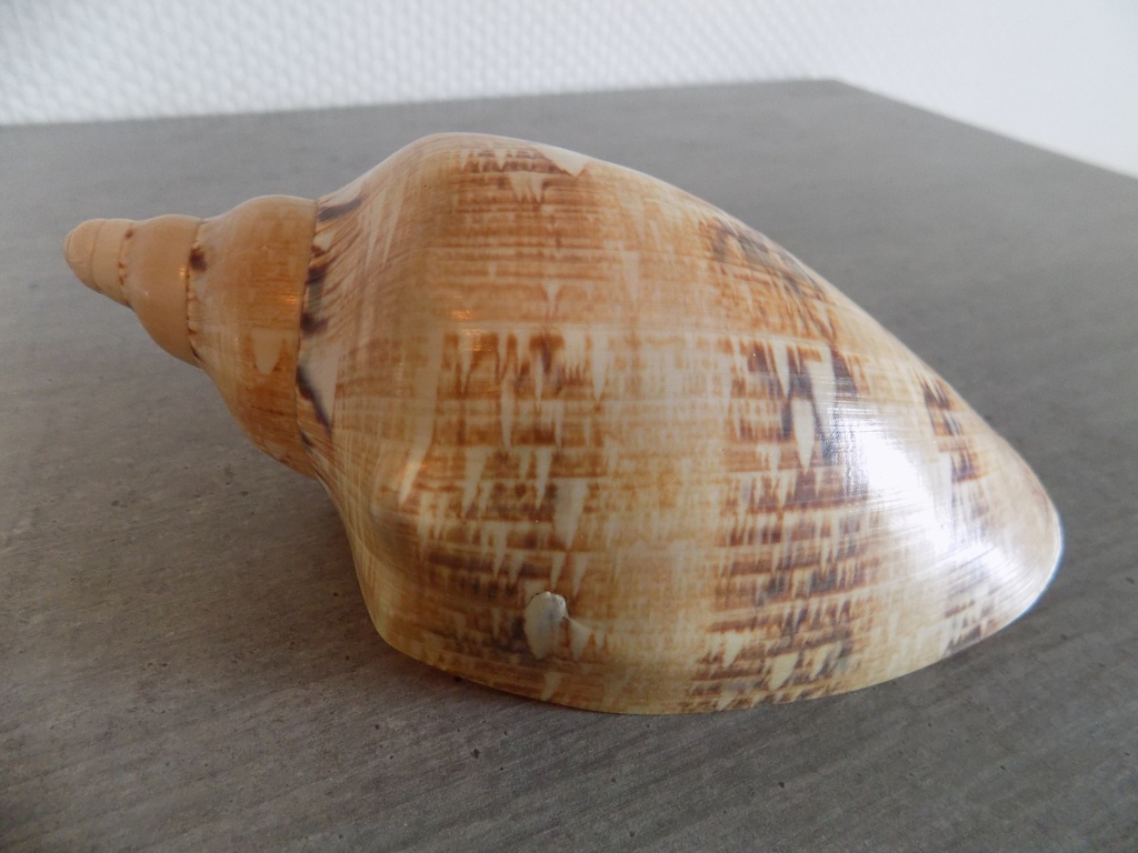 VOLUTIDAE CYMBIOLA MAGNIFICA | Nautilus 2