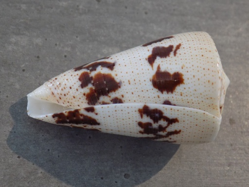 Découvrez notre collection unique de coquillages