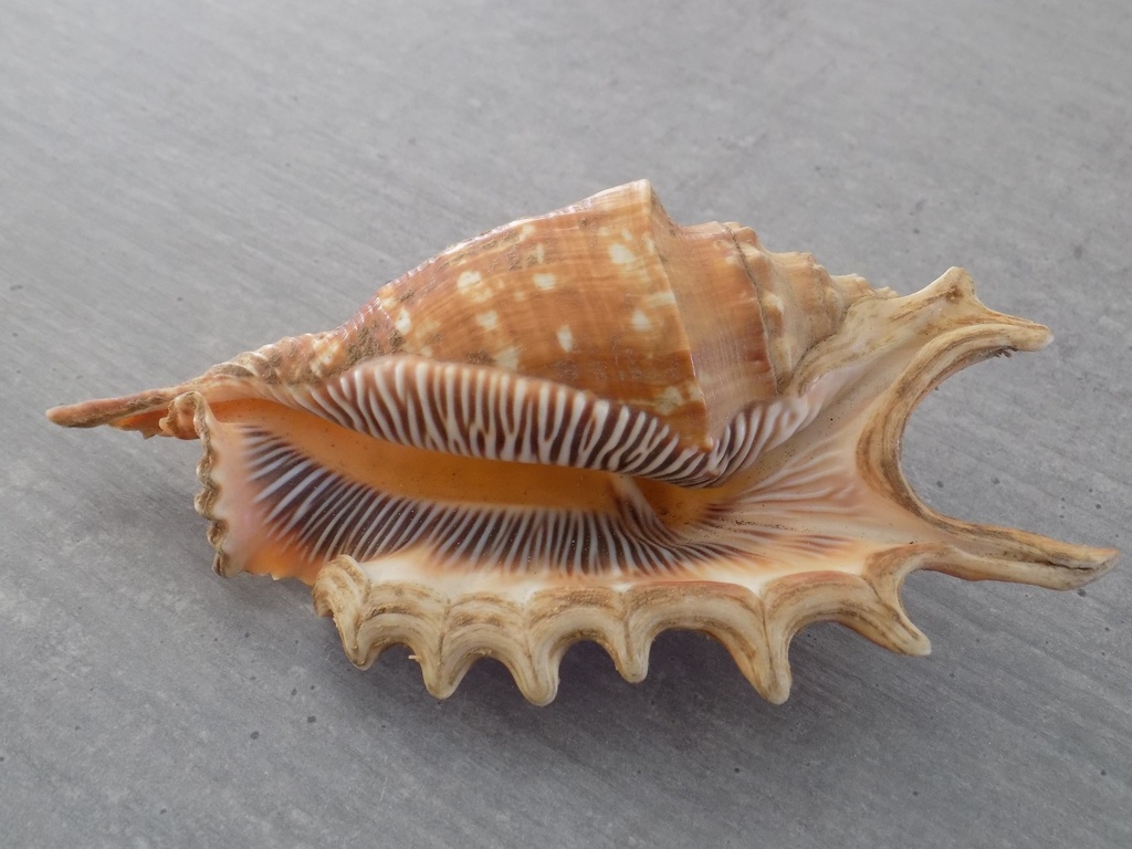 STROMBIDAE LAMBIS DIGITATA | Nautilus 2