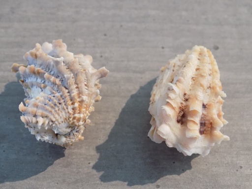 Découvrez notre collection unique de coquillages