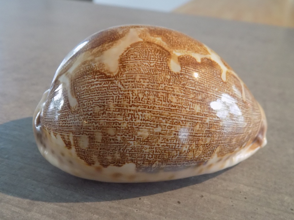 CYPRAEA LEPORICYPRAEA MAPPA MAPPA | Nautilus 2