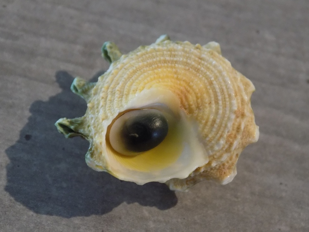 TURBINIDAE ASTRALIUM CALCAR | Nautilus 2
