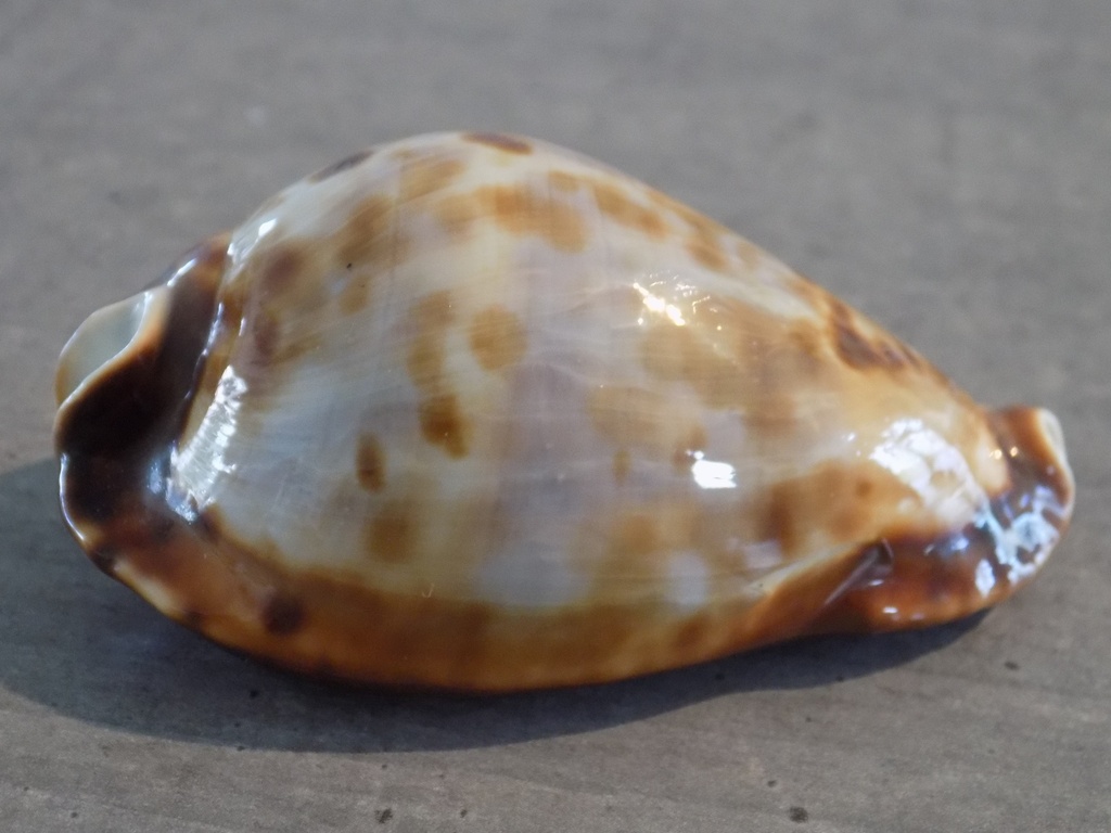 CYPRAEA ZOILA FRIENDII FRIENDII | Nautilus 2