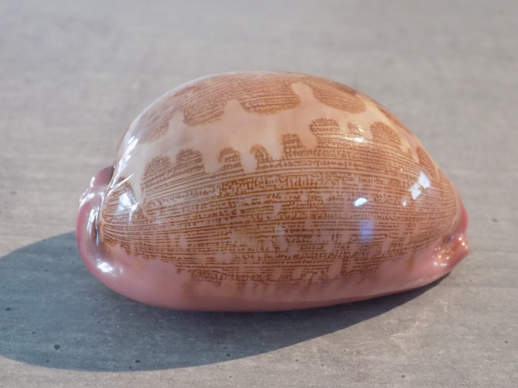 CYPRAEA LEPORICYPRAEA MAPPA PANERYTHRA | Nautilus 2
