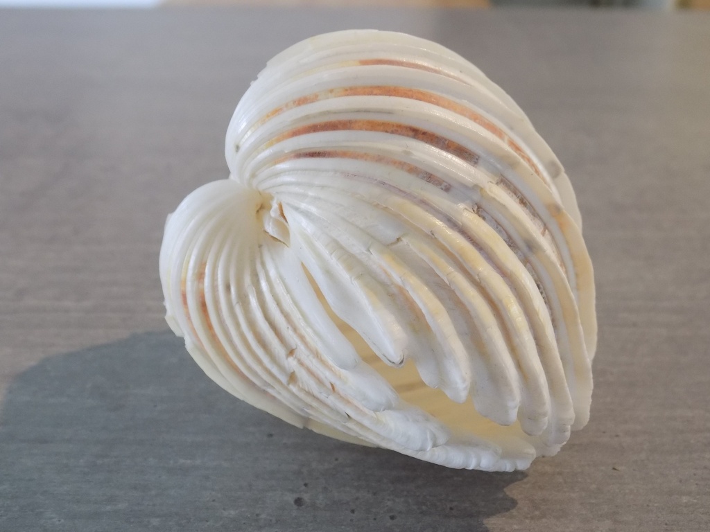 CARDIIDAE CARDIUM COSTATUM | Nautilus 2
