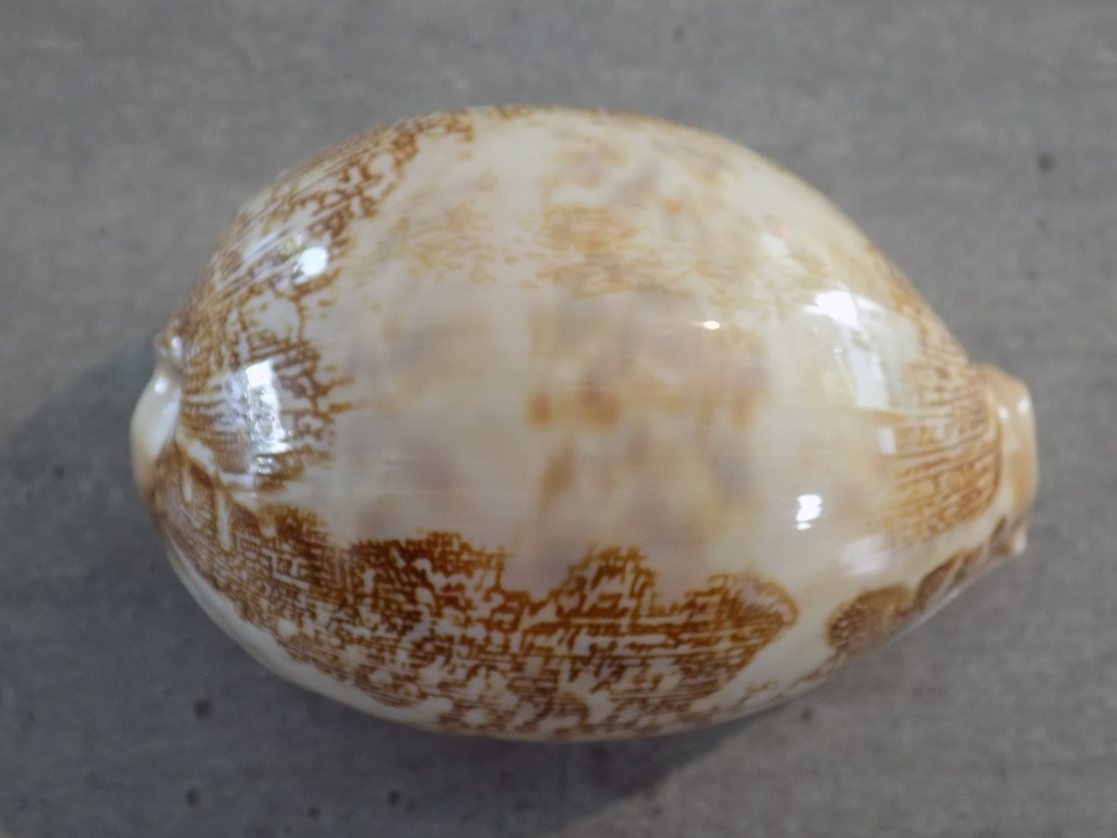 CYPRAEA LEPORICYPRAEA MAPPA MAPPA XL | Nautilus 2