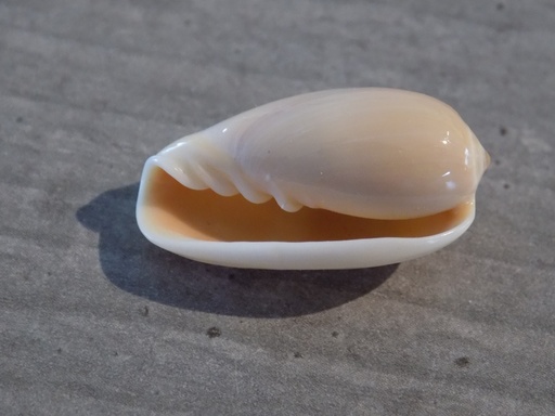 Découvrez notre collection unique de coquillages