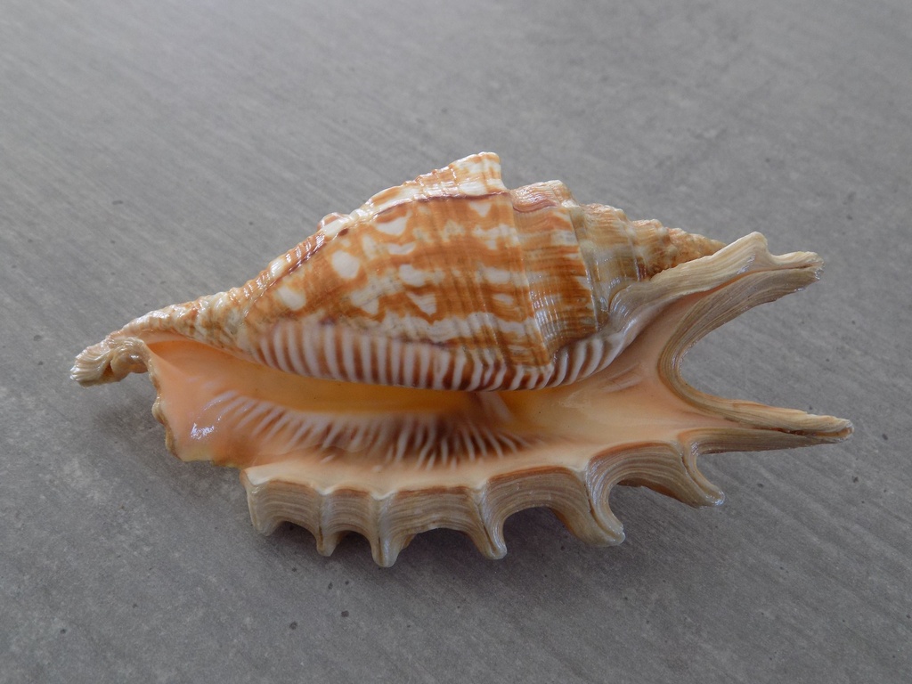 STROMBIDAE LAMBIS DIGITATA | Nautilus 2