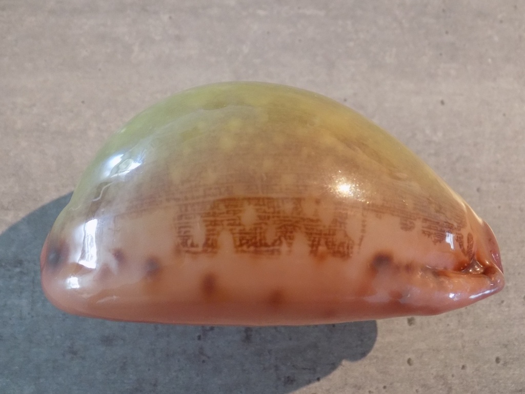 CYPRAEA LEPORICYPRAEA MAPPA PANERYTHRA | Nautilus 2