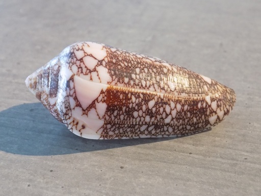 Découvrez notre collection unique de coquillages