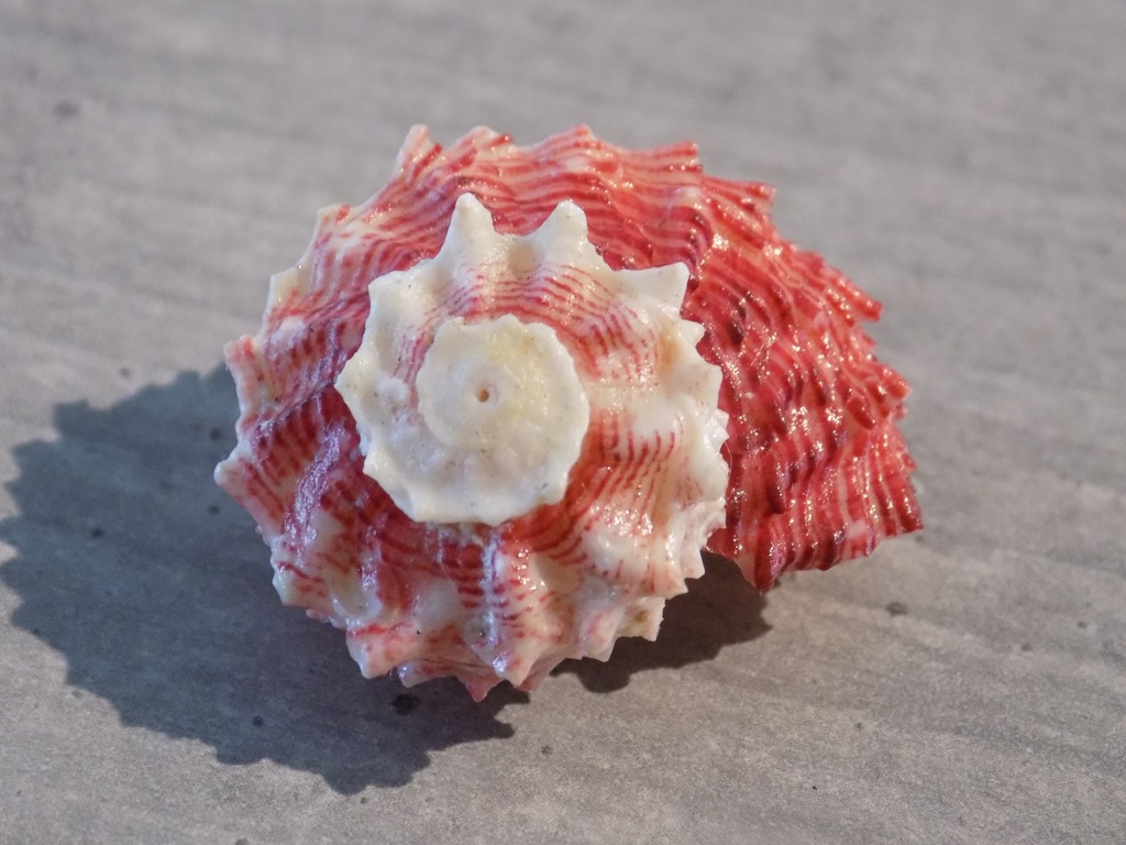 ANGARIIDAE ANGARIA RUGOSA | Nautilus 2