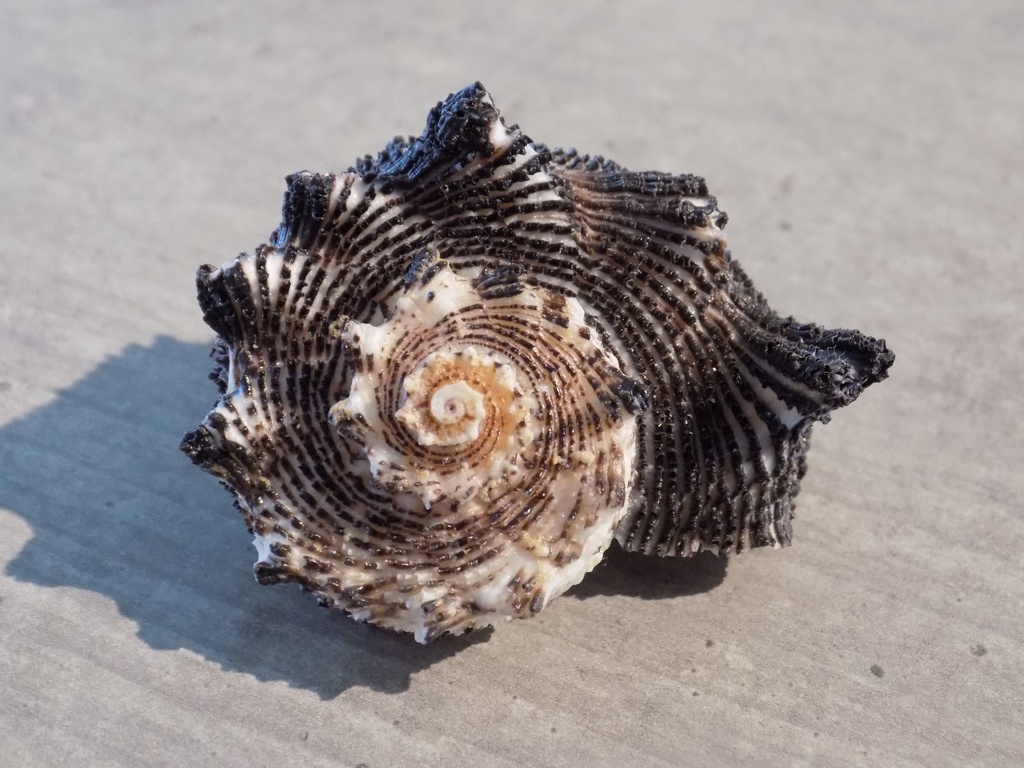 ANGARIIDAE ANGARIA DELPHINUS f.incisa | Nautilus 2