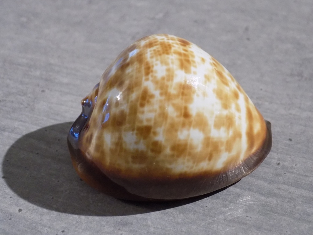 CYPRAEA ZOILA DECIPIENS | Nautilus 2