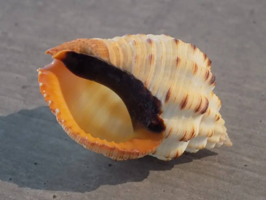 BUCCINIDAE CANTHARUS MELANOSTOMUS | Nautilus 2