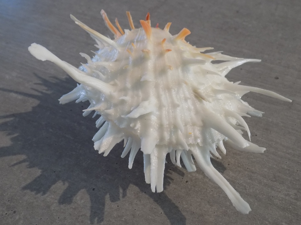 SPONDYLIDAE SPONDYLUS LEUCACANTHUS | Nautilus 2