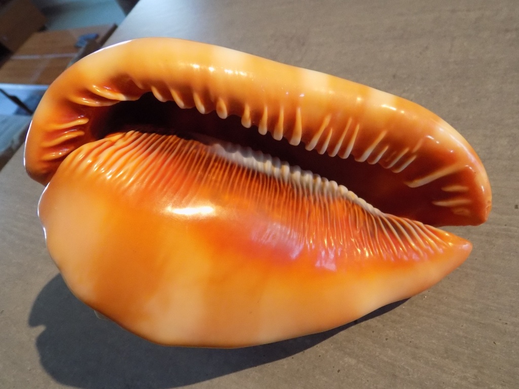 CASSIDAE CYPRAECASSIS RUFA | Nautilus 2